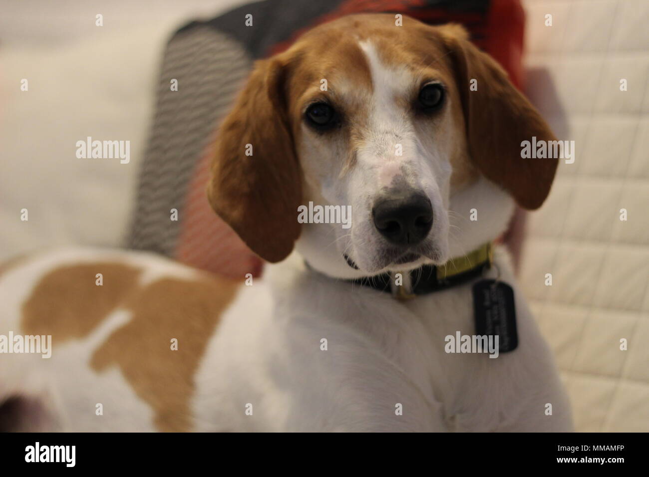 Cute rescue dog Stock Photo - Alamy