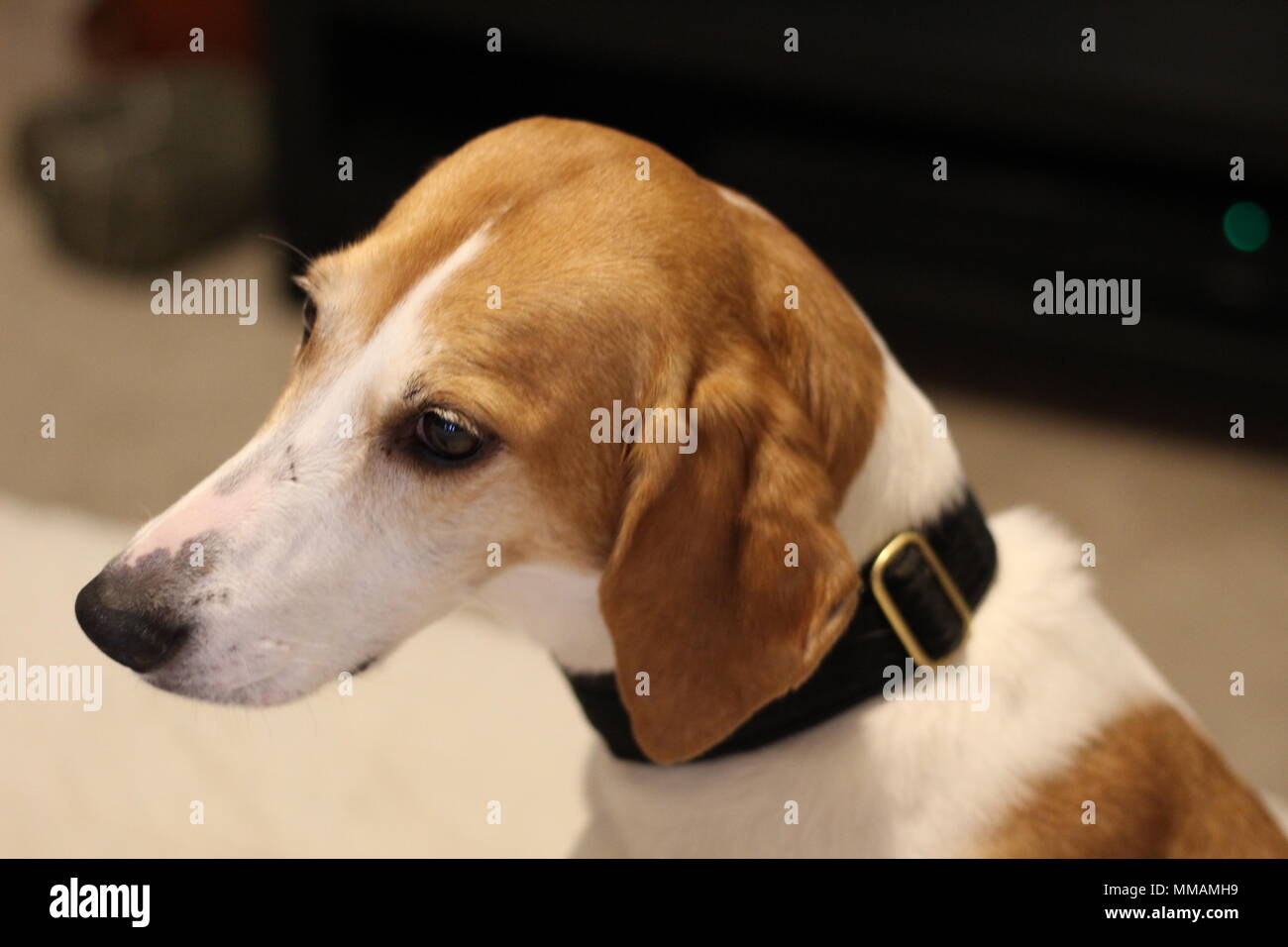 Cute rescue dog Stock Photo - Alamy