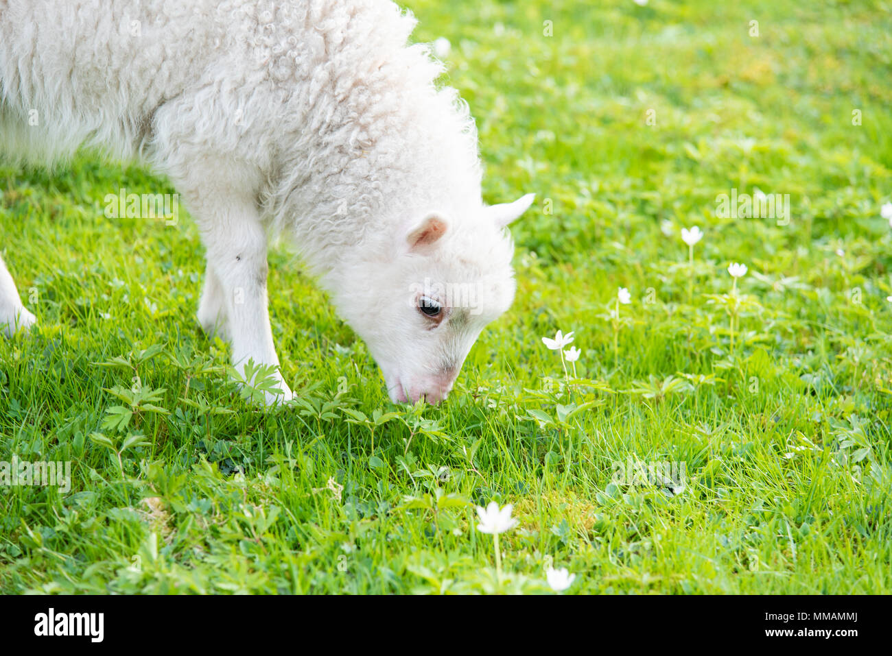 sheep and lamb eating in a garden Stock Photo - Alamy