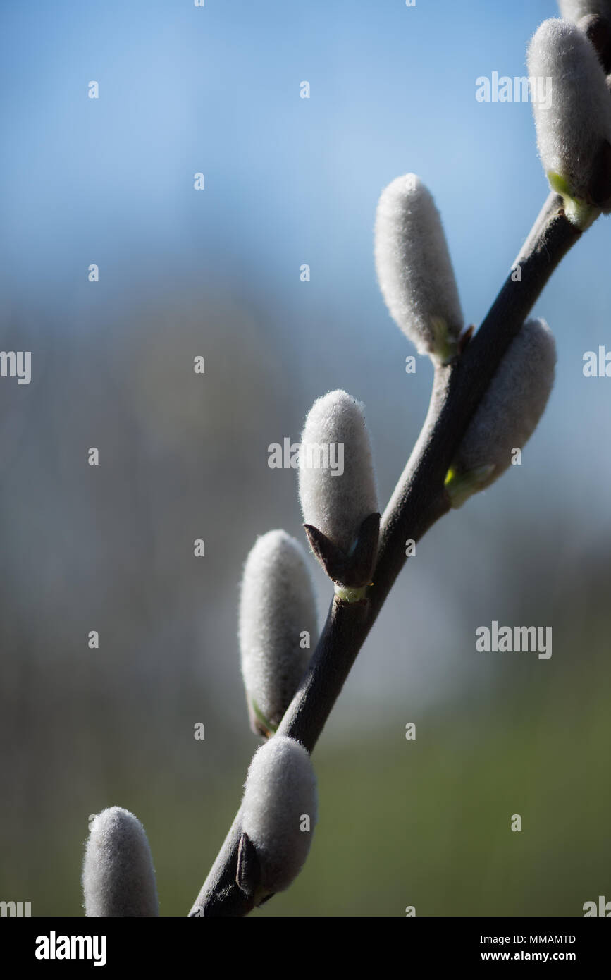 Soft willow catkins hi-res stock photography and images - Alamy