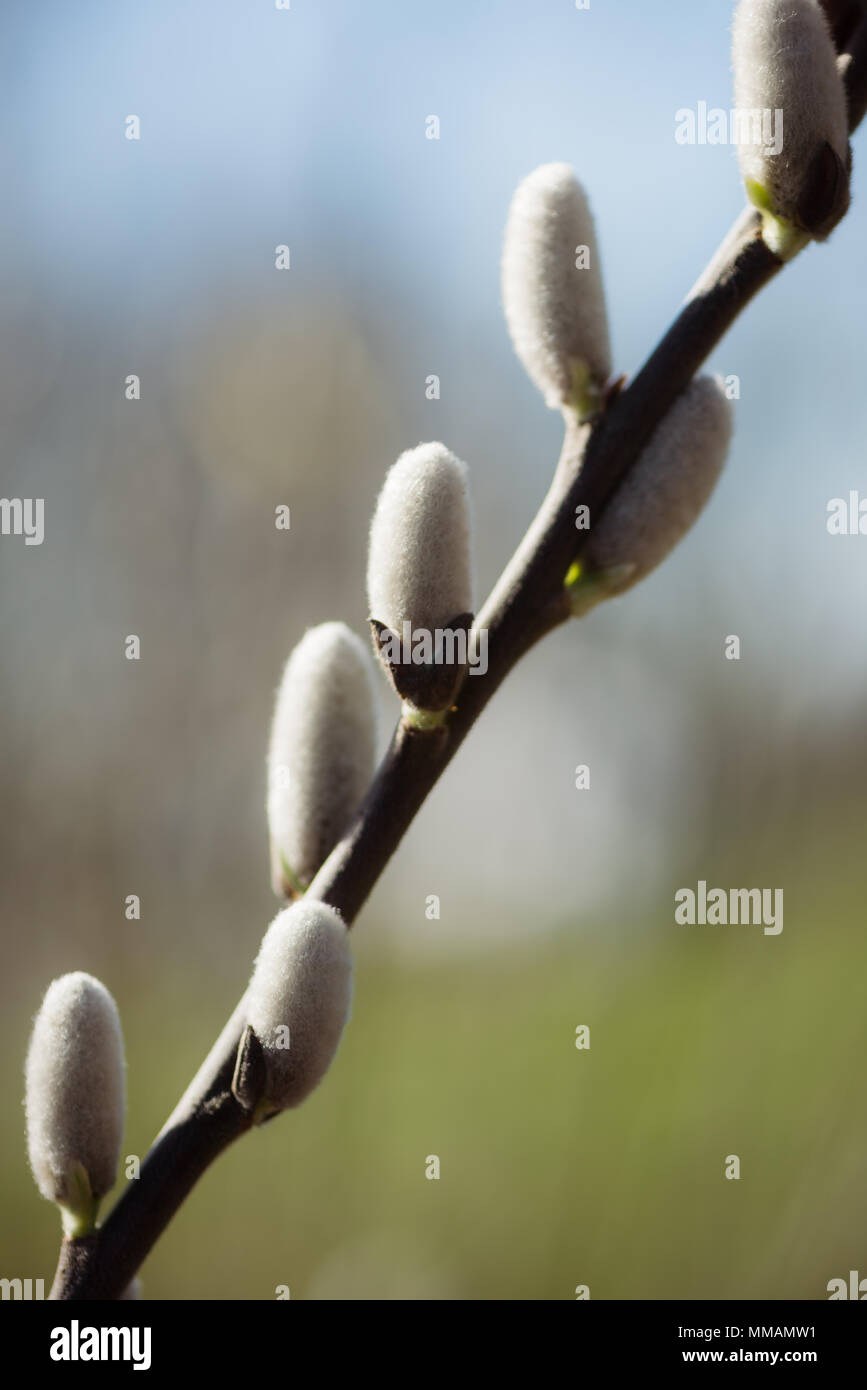 Soft willow catkins hi-res stock photography and images - Alamy