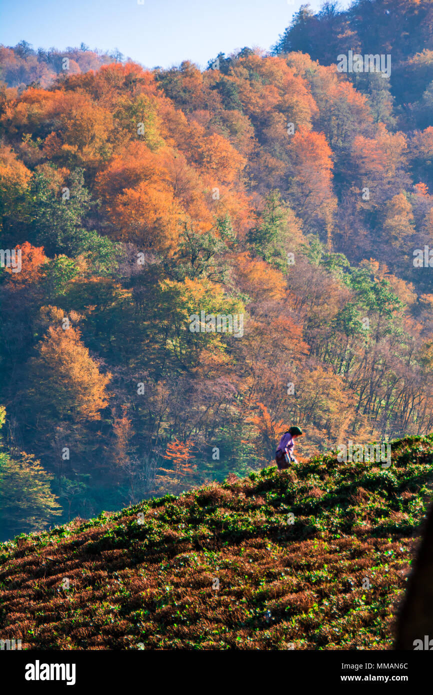 Iranian farm hi-res stock photography and images - Alamy