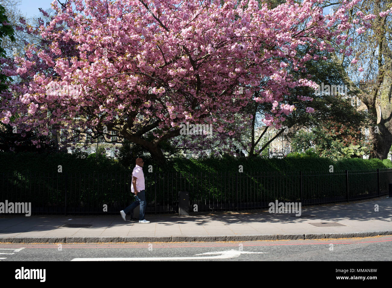 Pink spring blossom tree in Marylebone, London, England, United Kingdom ...