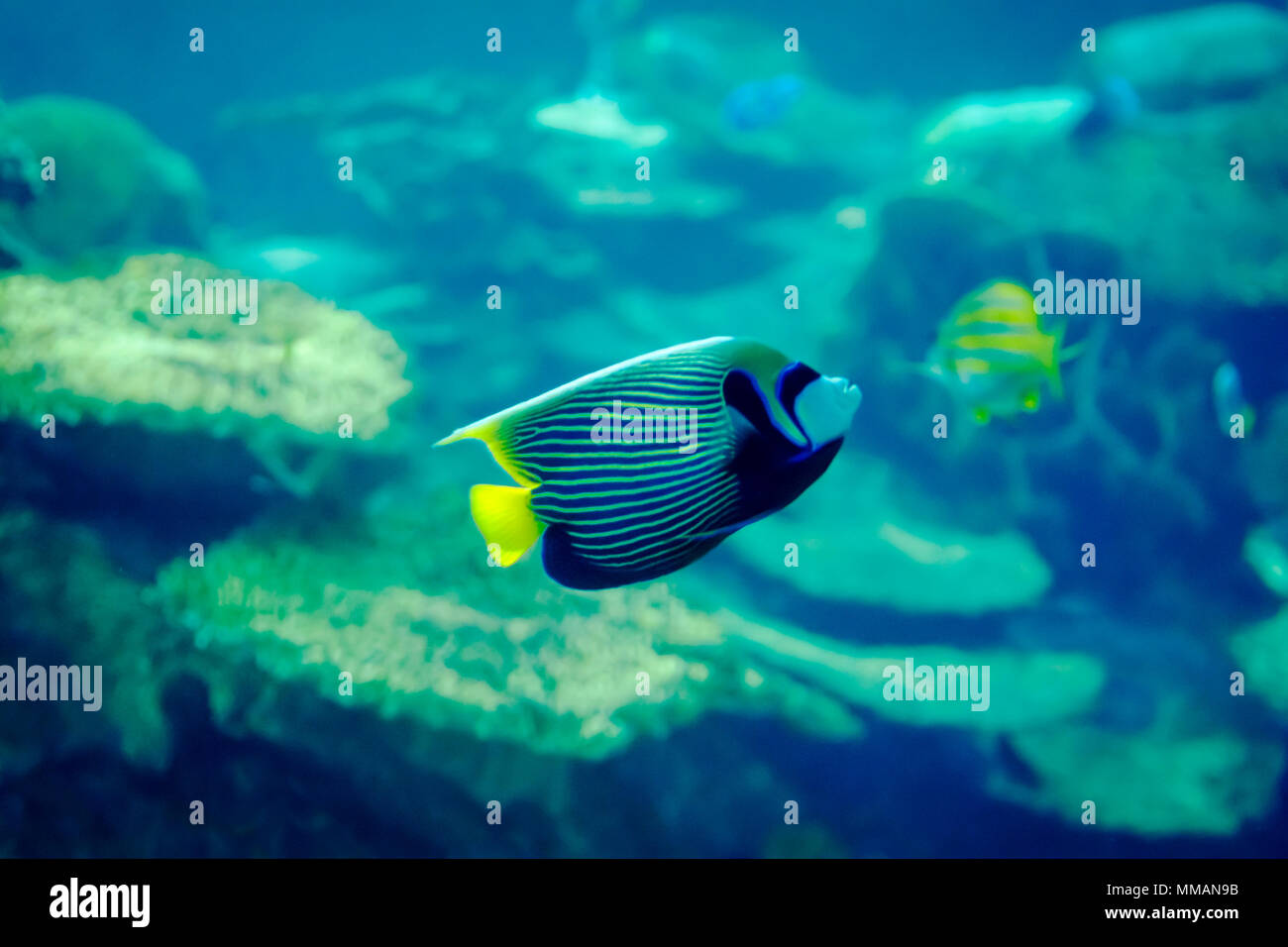 Emperor fish hi-res stock photography and images - Alamy