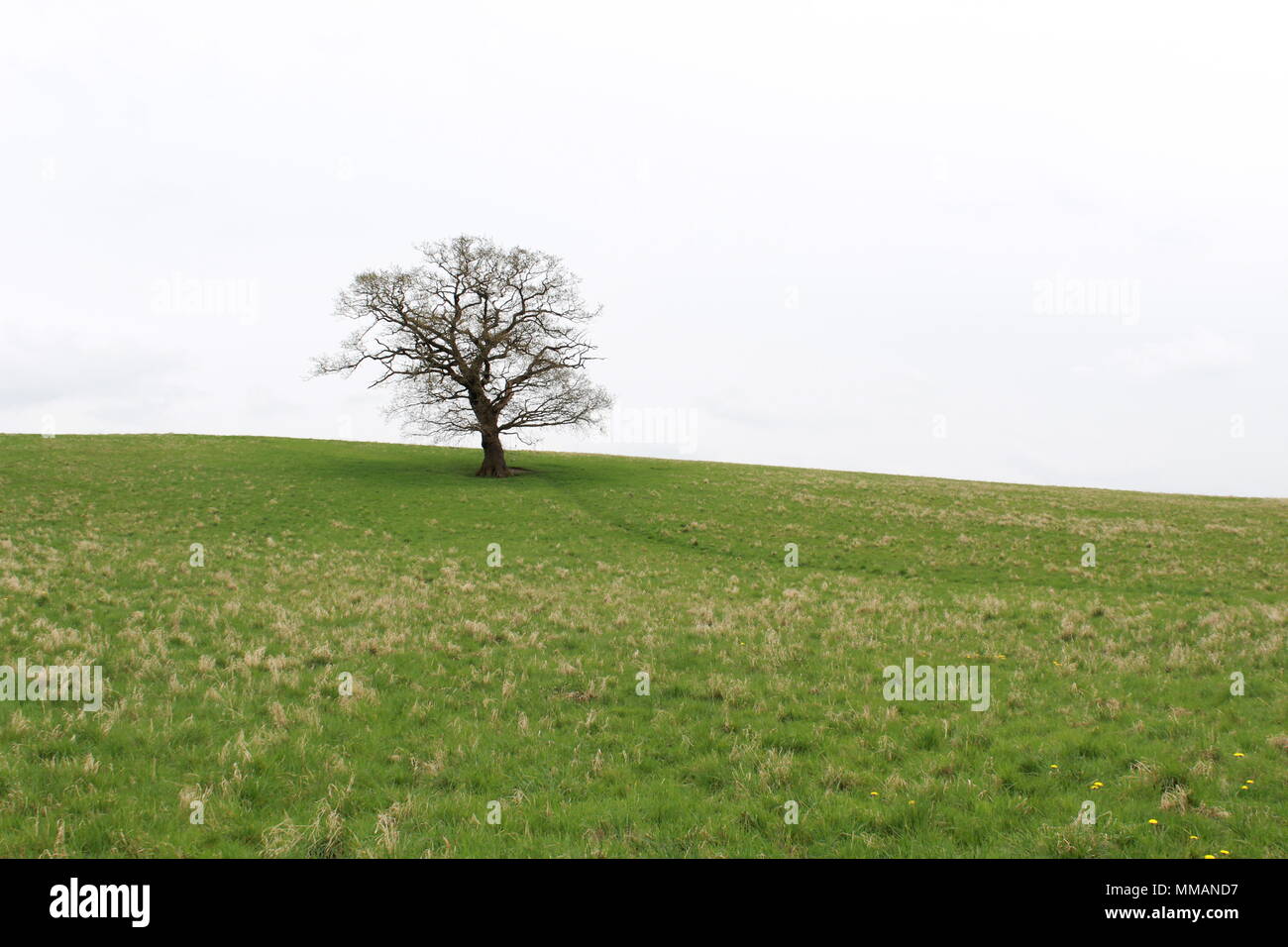 The theydon oak hi-res stock photography and images - Alamy