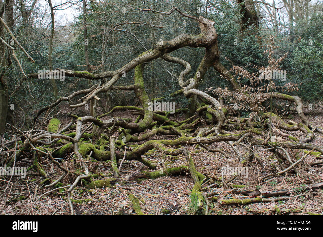 The theydon oak hi-res stock photography and images - Alamy