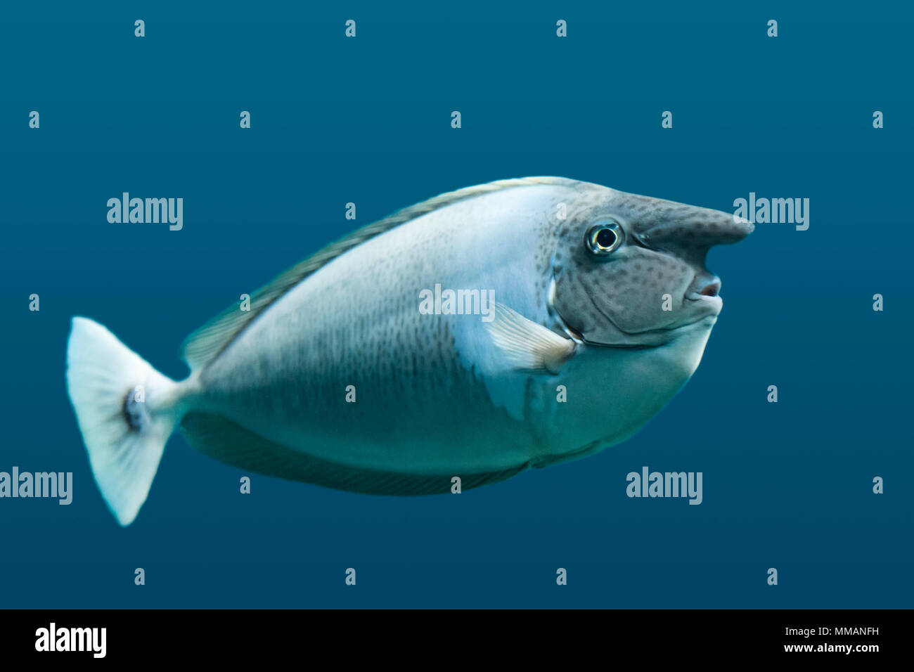 An unusual looking tropical fish with a horn coming out of it's head ...