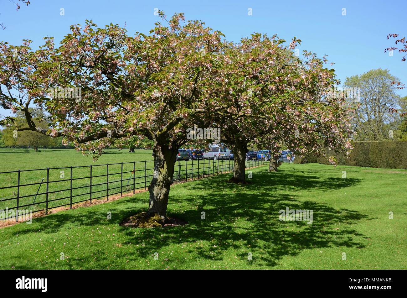 Rare cherry trees (Prunus serrulata) in grounds of Gunby Hall ...