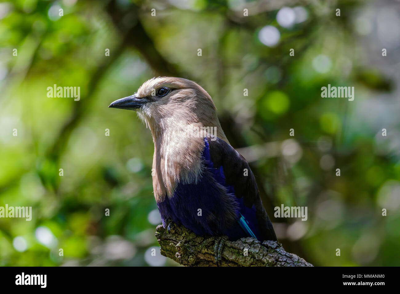 Jungle bird hi-res stock photography and images - Alamy