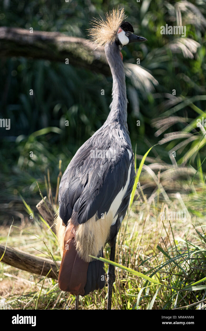 A large and attractive bird of Africa that stands about 1 meter tall ...