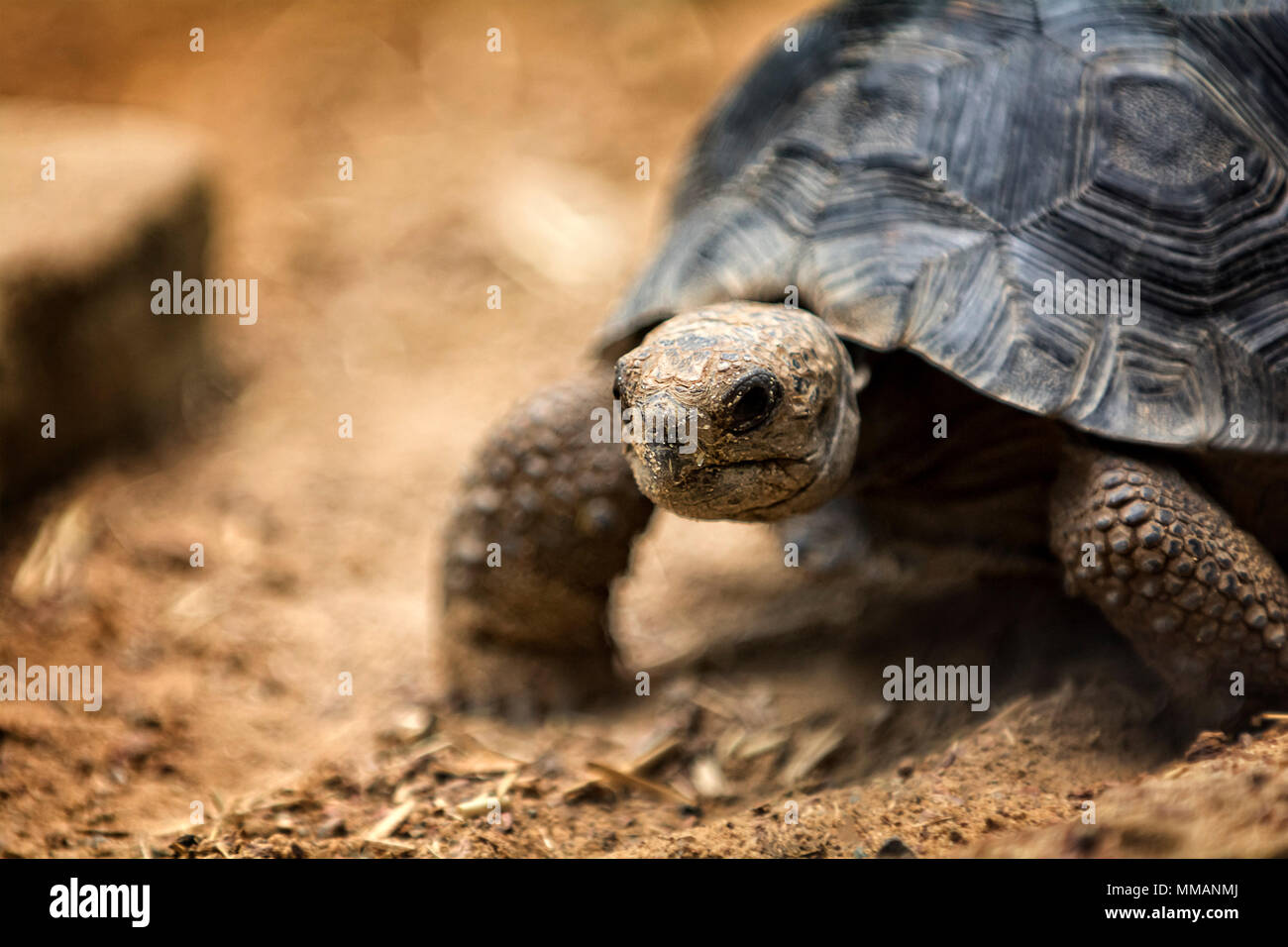 A baby Galapagos tortoise crawling in sand Stock Photo - Alamy