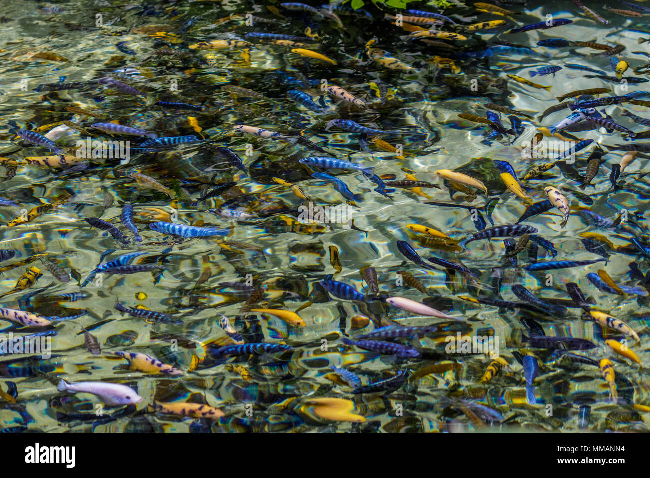 African Cichlid Pond Stock Photo - Alamy