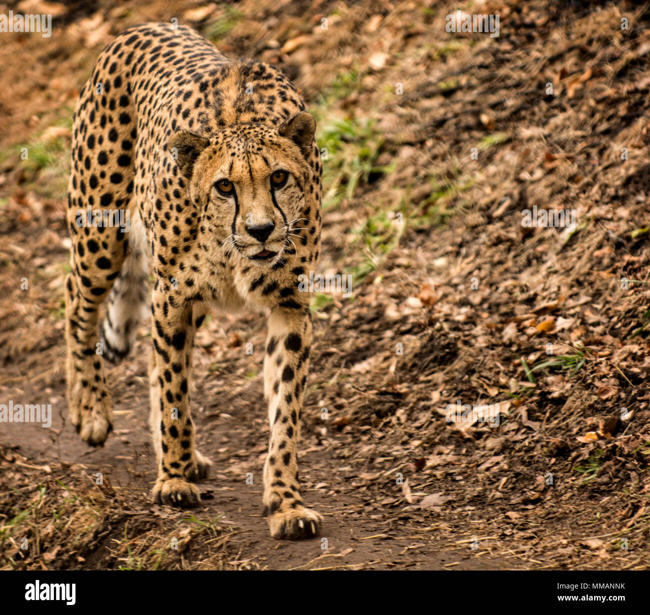 A beautiful Cheetah prowling in a leaf covered field making him hard to ...