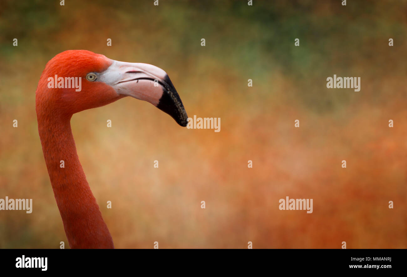 An elegant Flamingo bird standing in a flock Stock Photo - Alamy