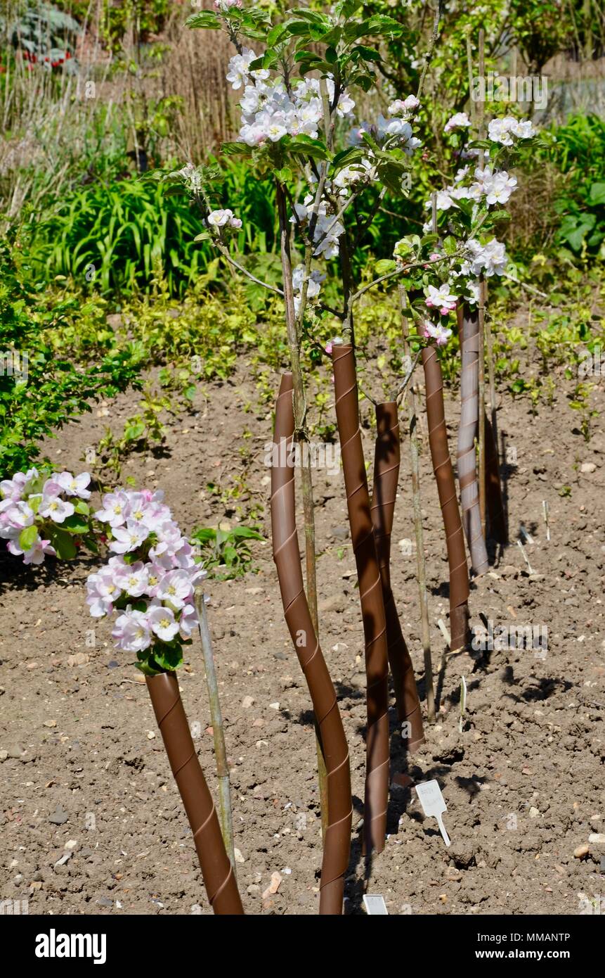 Apple tree nursery plot in vegetable garden at Gunby Hall, Lincolnshire ...