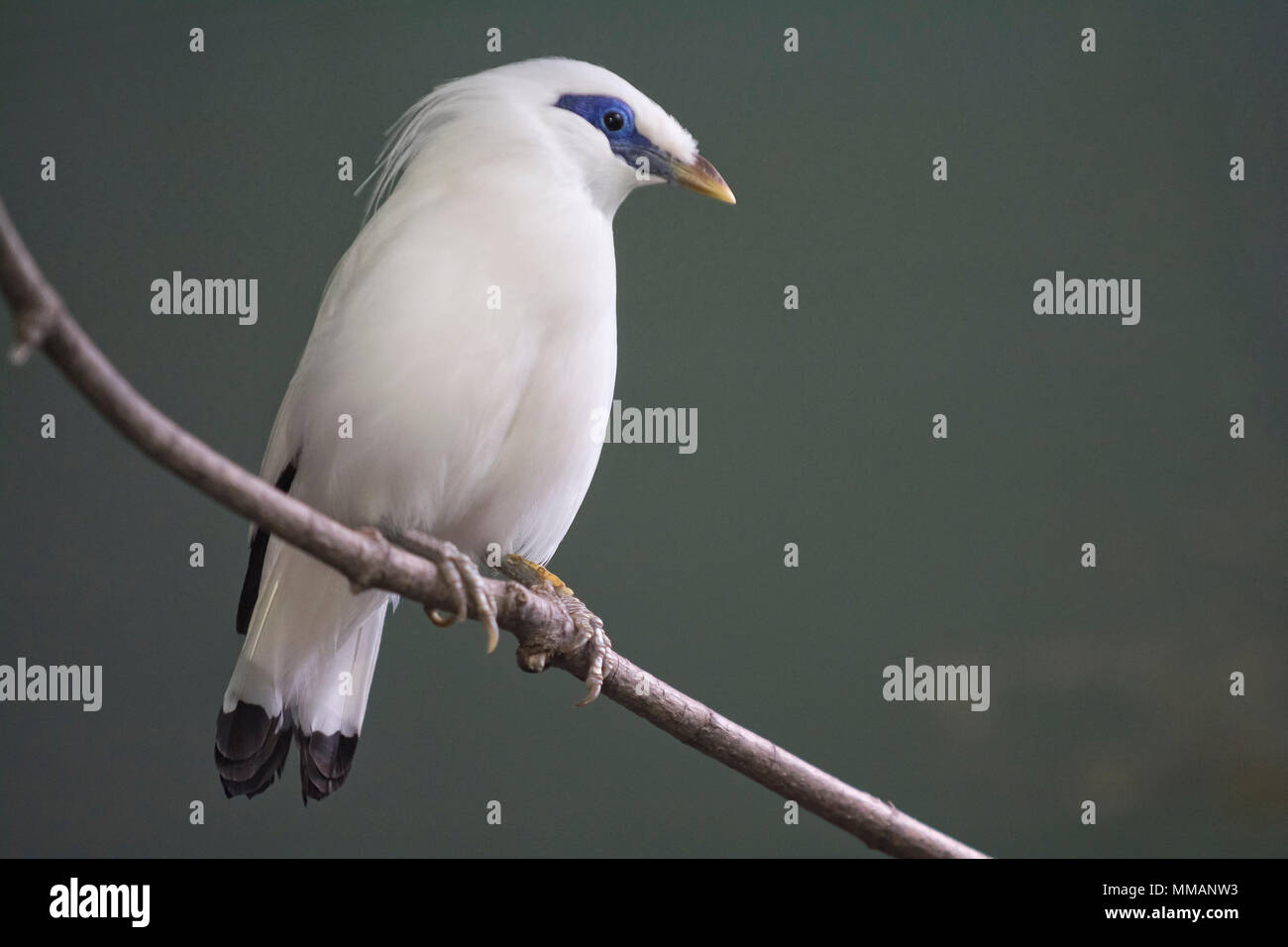 This Bali myna species is the national symbol of the Island of Bali ...