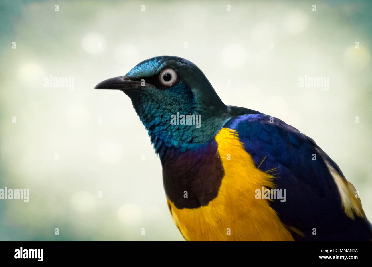 Starling sized bird hi-res stock photography and images - Alamy