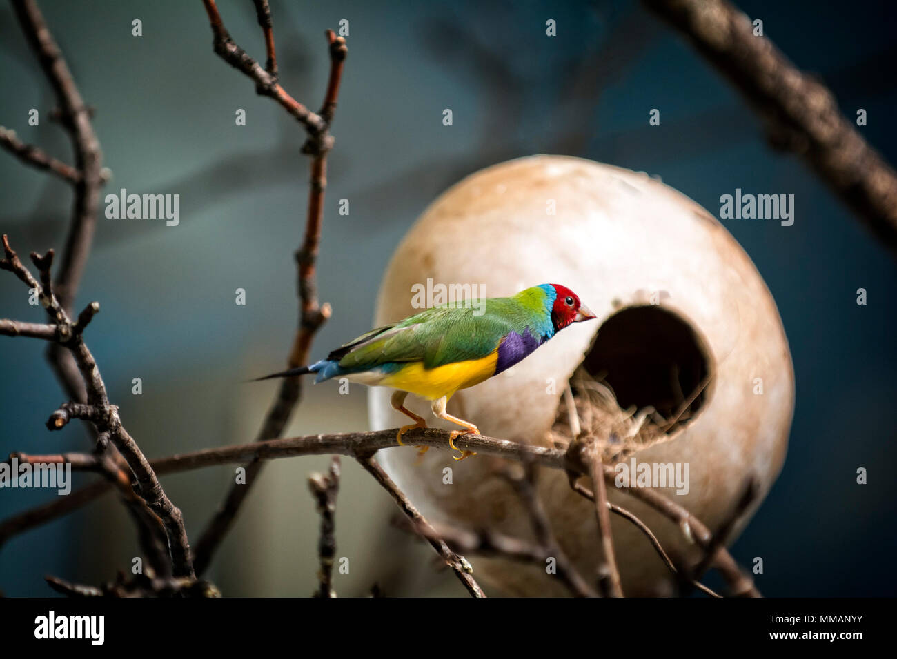 The very colorful Gouldian finch is also known in America as the ...