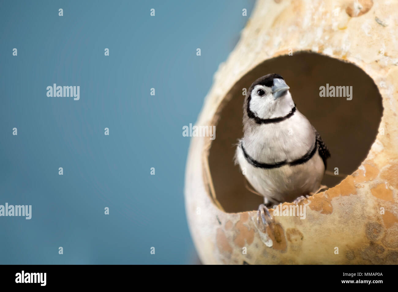 Australian finches hi-res stock photography and images - Alamy