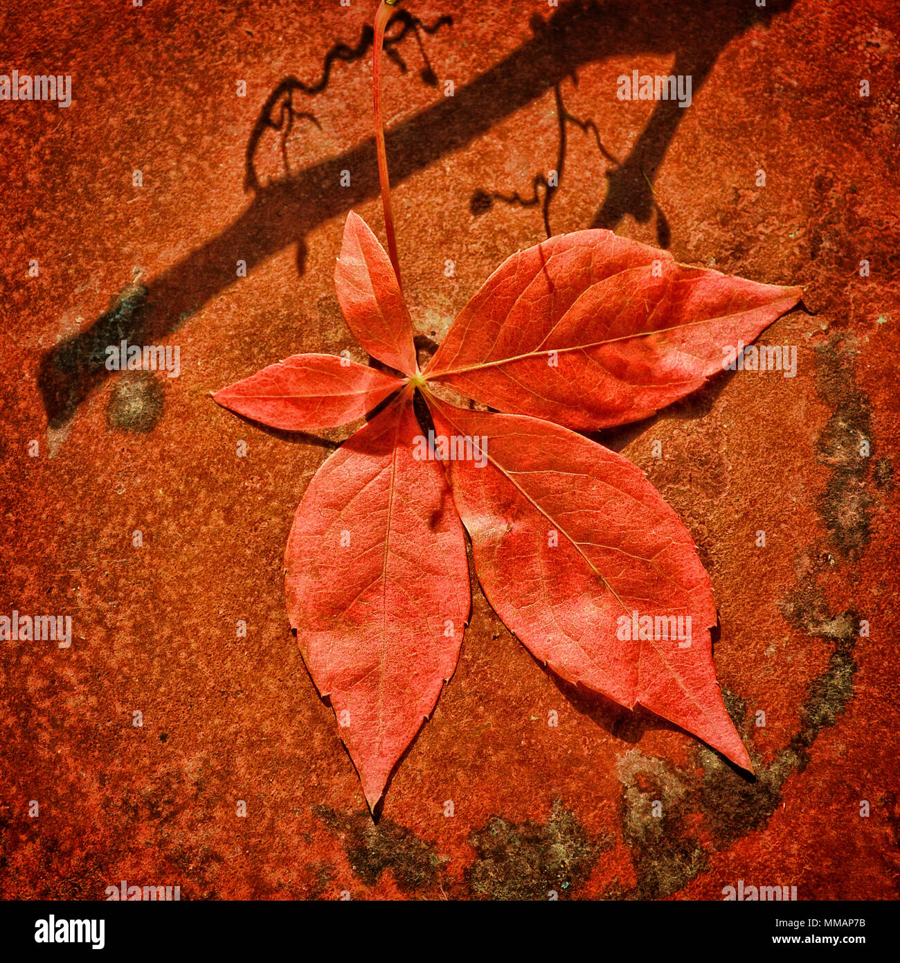 still life with red maple leaf Stock Photo - Alamy