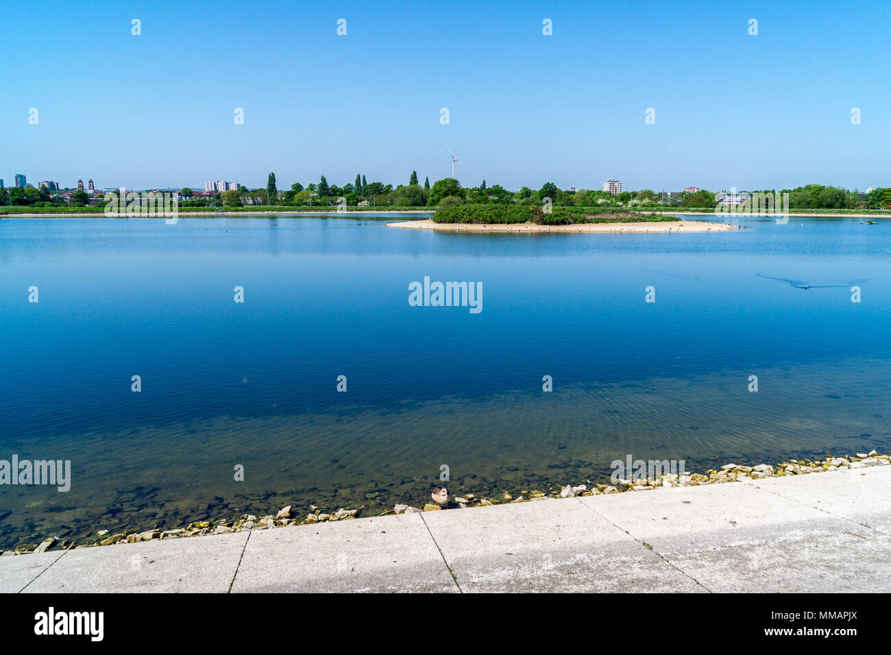 An Egyptian goose on the shore line of Warwick Reservoir East ...
