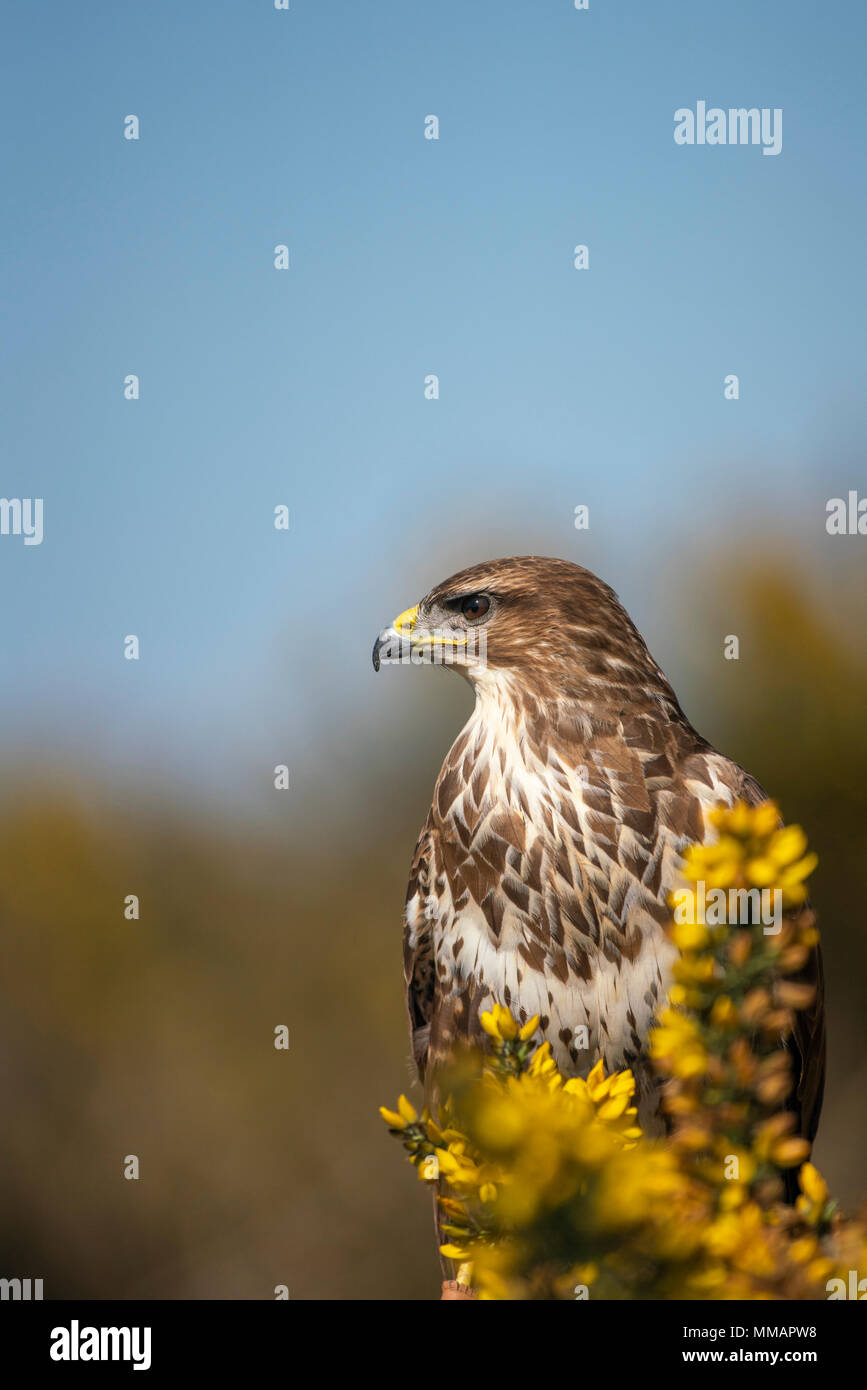 Buzzard beak hi-res stock photography and images - Alamy