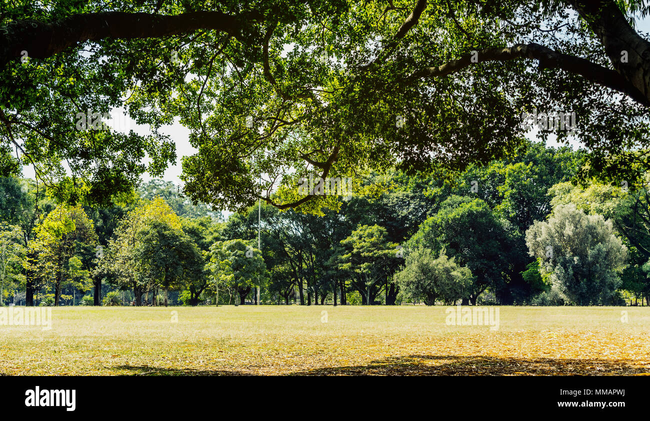 Blue sky framing tree hi-res stock photography and images - Alamy