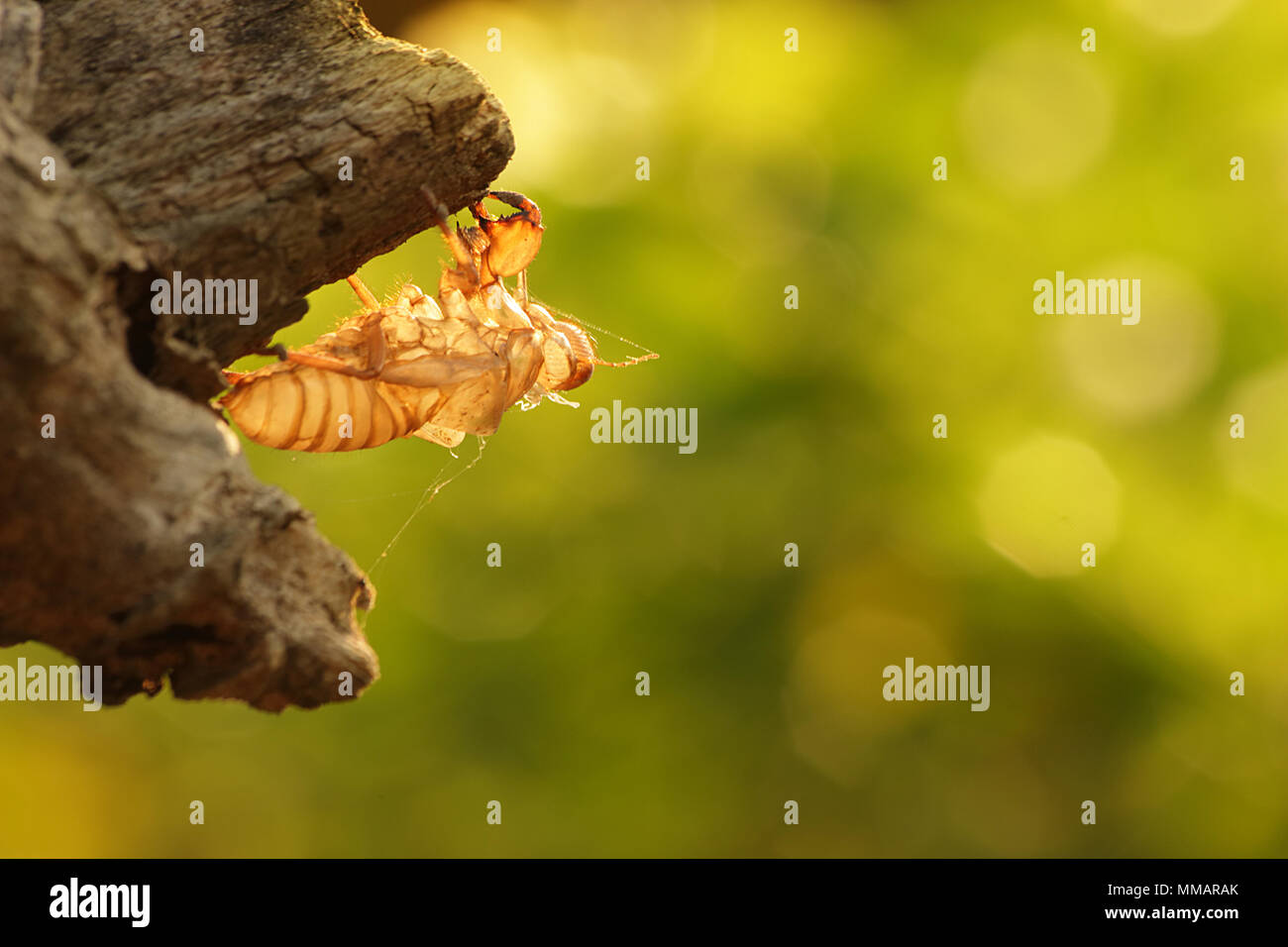 Cicada shell on tree hi-res stock photography and images - Alamy