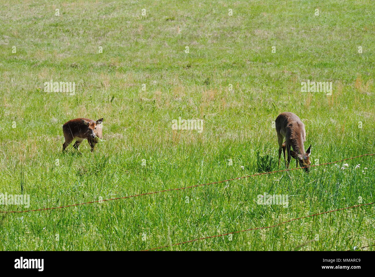 Sleek animals hi-res stock photography and images - Alamy