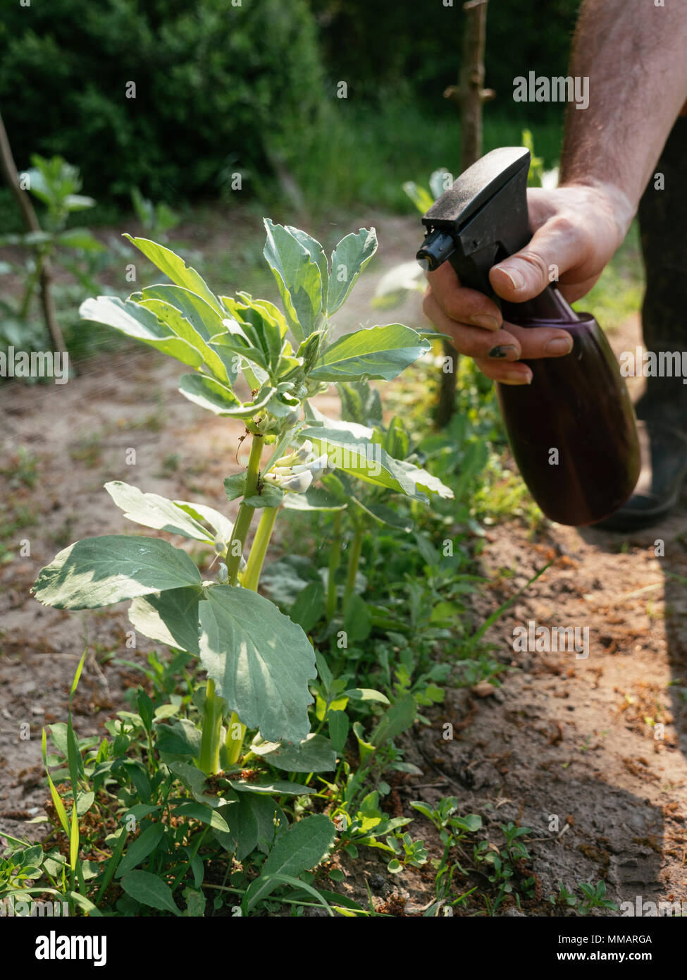 Gardener spraying fava beans with black tea against aphids Stock Photo ...