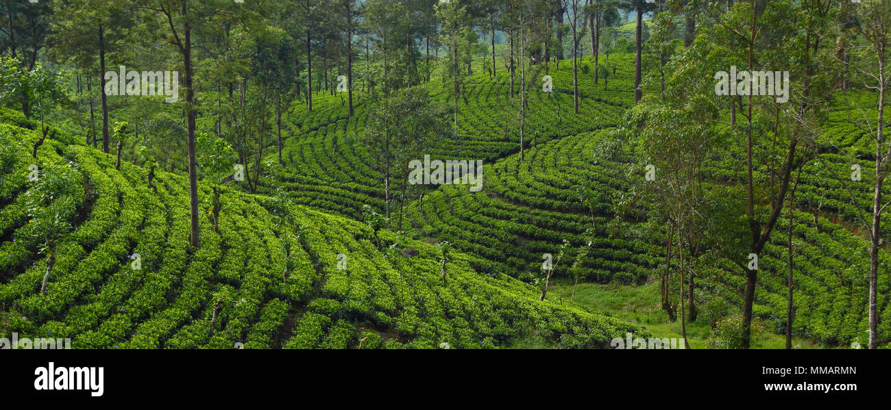 Ceylon tea plantations Stock Photo - Alamy Ceylon tea plantations Stock Photo - Alamy