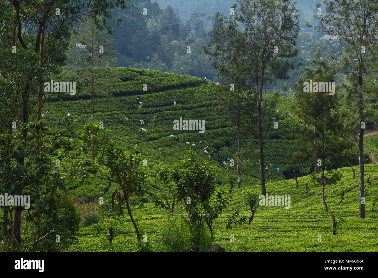 Ceylon tea plantations Stock Photo - Alamy Ceylon tea plantations Stock Photo - Alamy