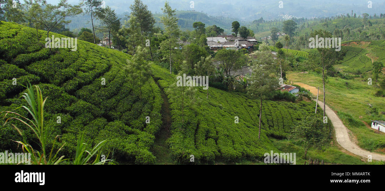 Ceylon tea plantations Stock Photo - Alamy Ceylon tea plantations Stock Photo - Alamy