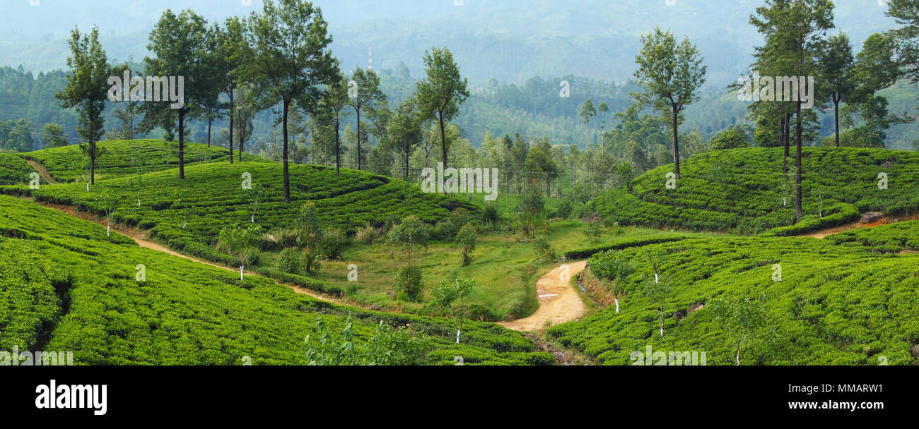 Ceylon tea plantations Stock Photo - Alamy Ceylon tea plantations Stock Photo - Alamy