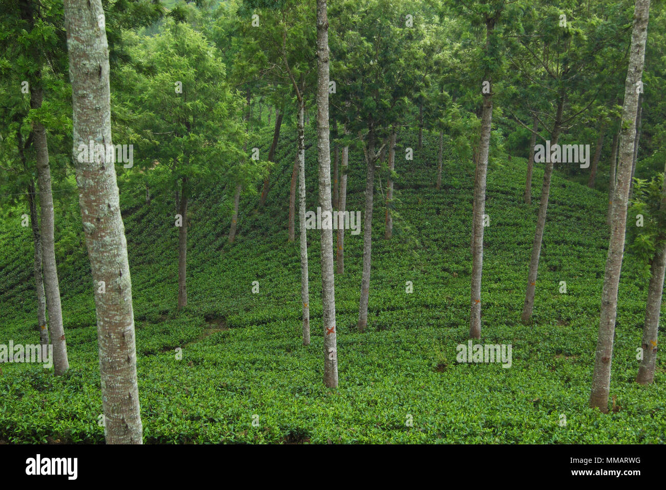 Ceylon tea landscape hi-res stock photography and images - Alamy