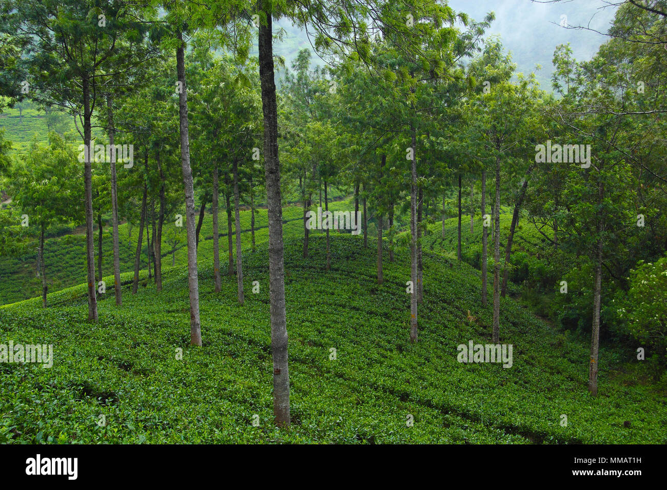 Ceylon tea plantations Stock Photo - Alamy Ceylon tea plantations Stock Photo - Alamy