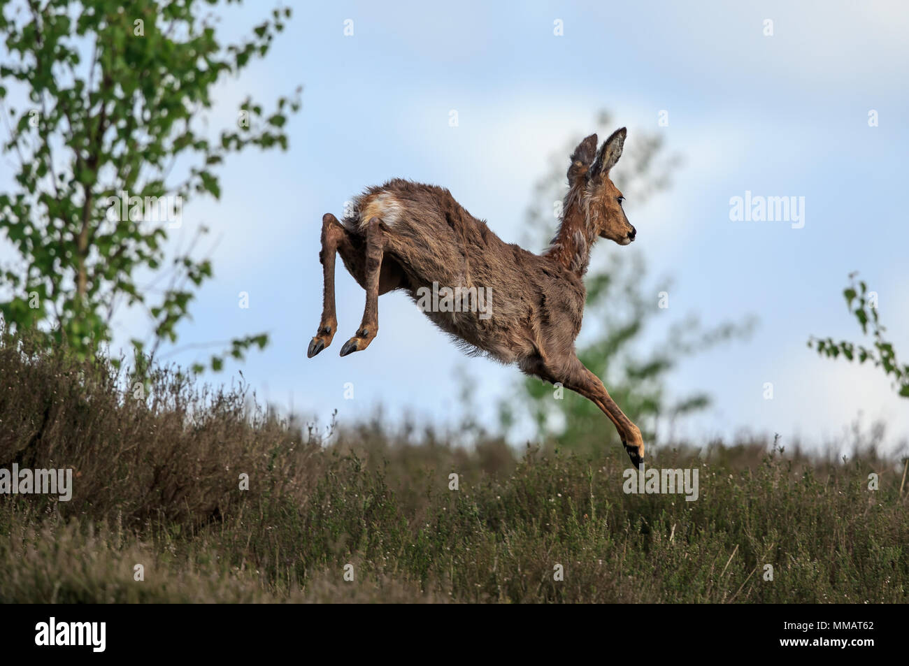 Sprinting roe deer hi-res stock photography and images - Alamy