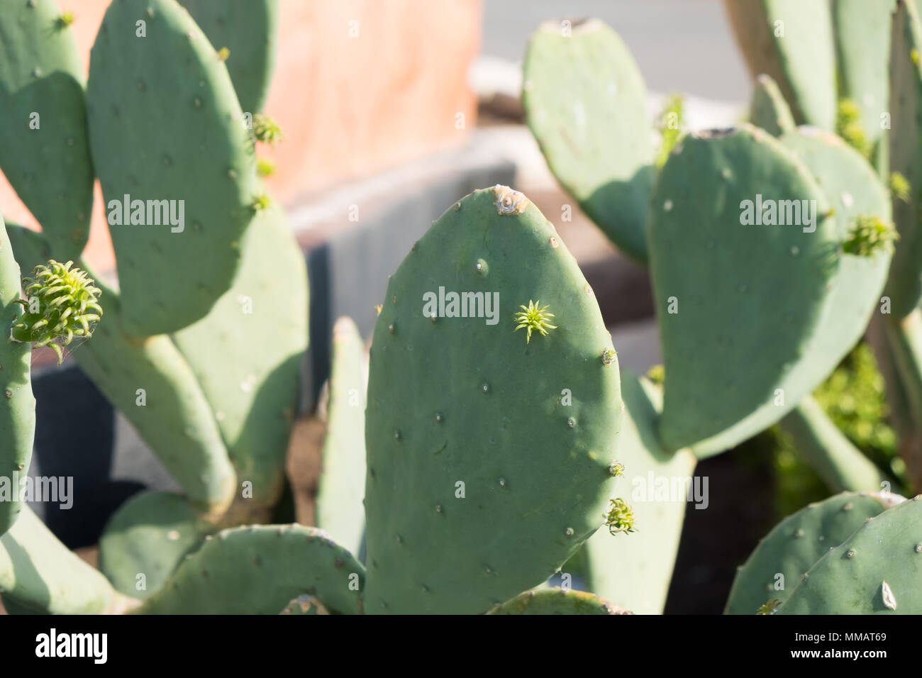 Cacti and texas hi-res stock photography and images - Alamy