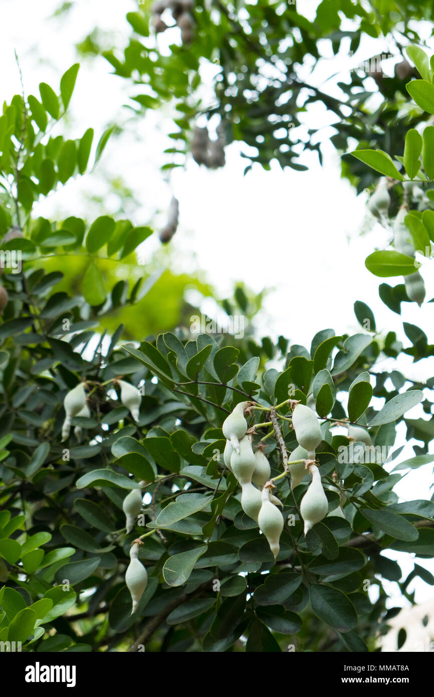 Tree with Pods and Leaves Stock Photo - Alamy