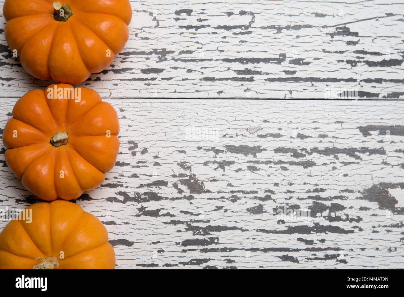 A row of mini pumpkins on a white wooden plank background with copy ...