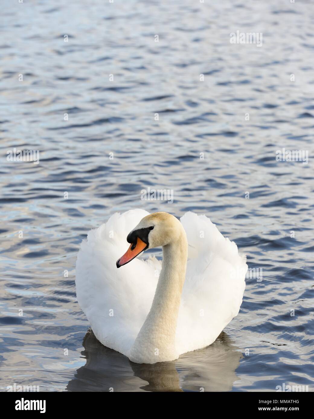 Displaying swan hi-res stock photography and images - Alamy