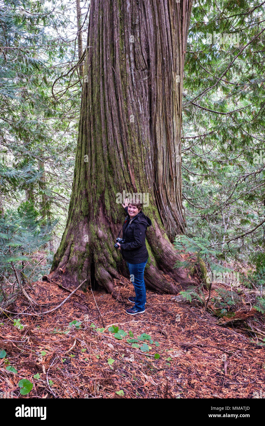 woman stands in front of a beautiful old growth western red cedar tree ...