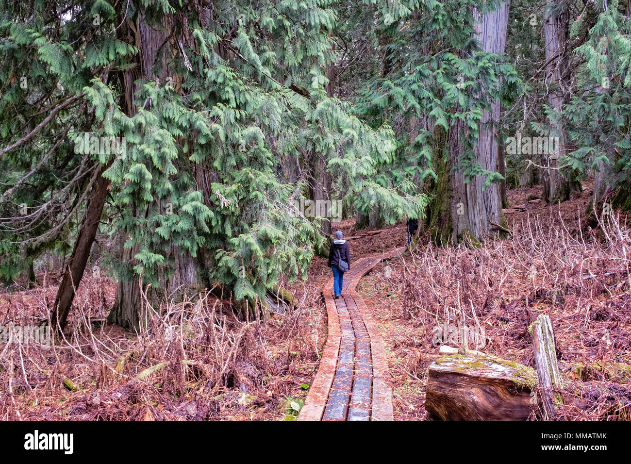 A young woman hikes the boardwalk in the Ancient Forest near Prince ...