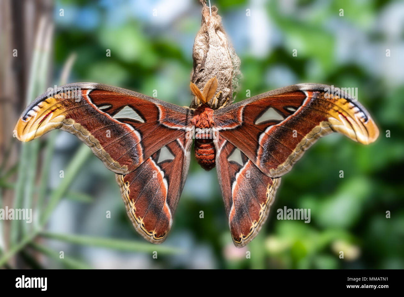 Appearing pattern hi-res stock photography and images - Alamy