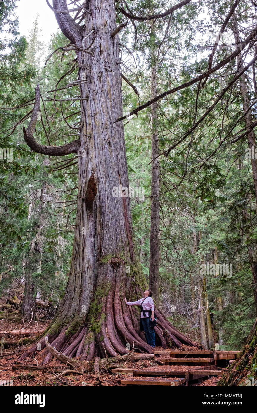 woman stands in front of a beautiful old growth western red cedar tree ...
