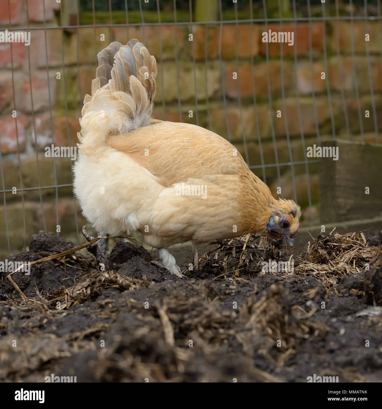 Farmyard manure hi-res stock photography and images - Alamy