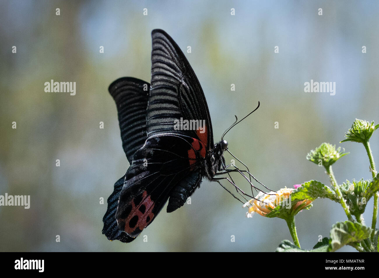 Black butterfly with red spots feeding on nectar Stock Photo - Alamy