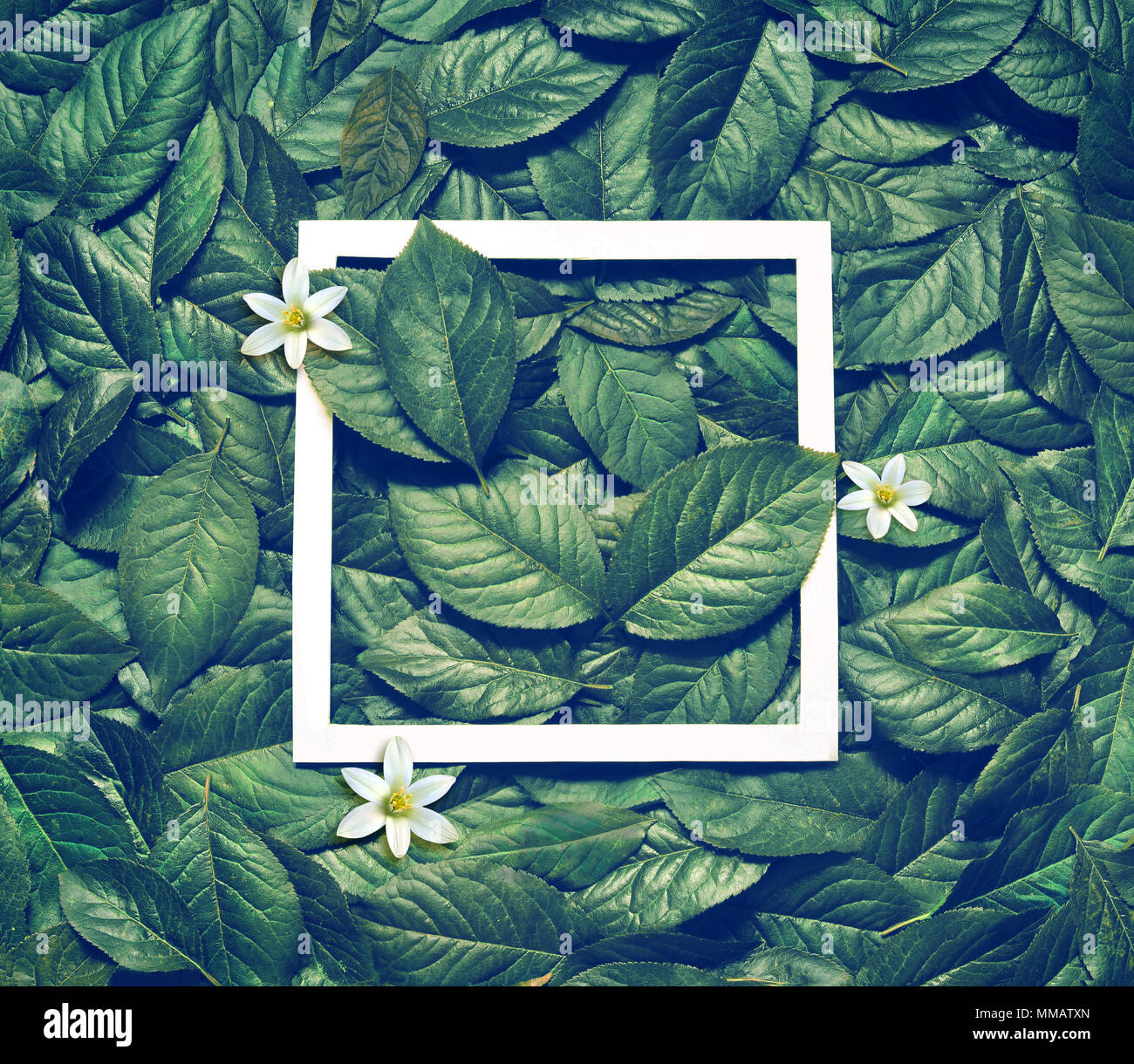 Creative layout made of leaves with white paper frame. Flat lay. Nature ...