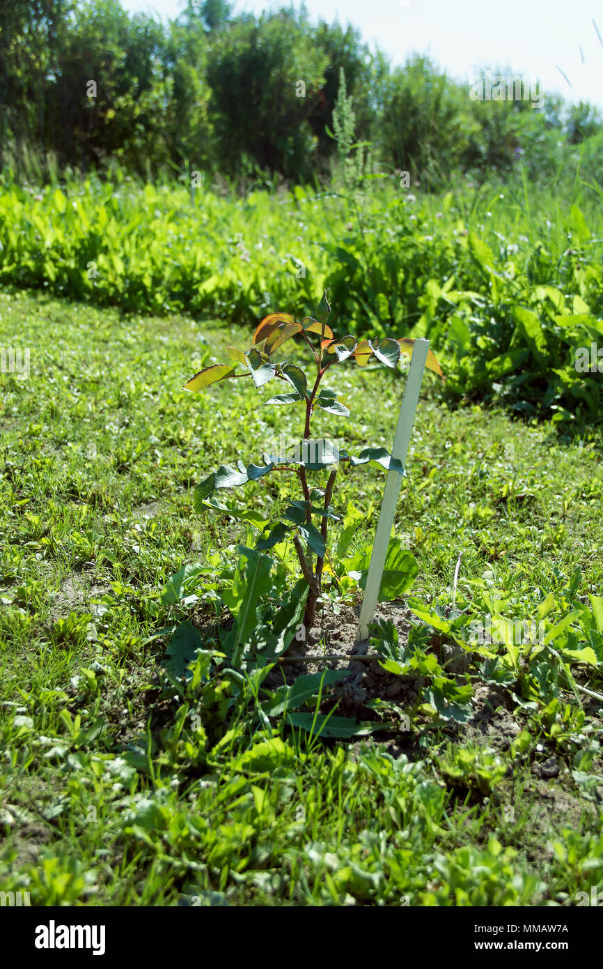 Rose young hi-res stock photography and images - Alamy