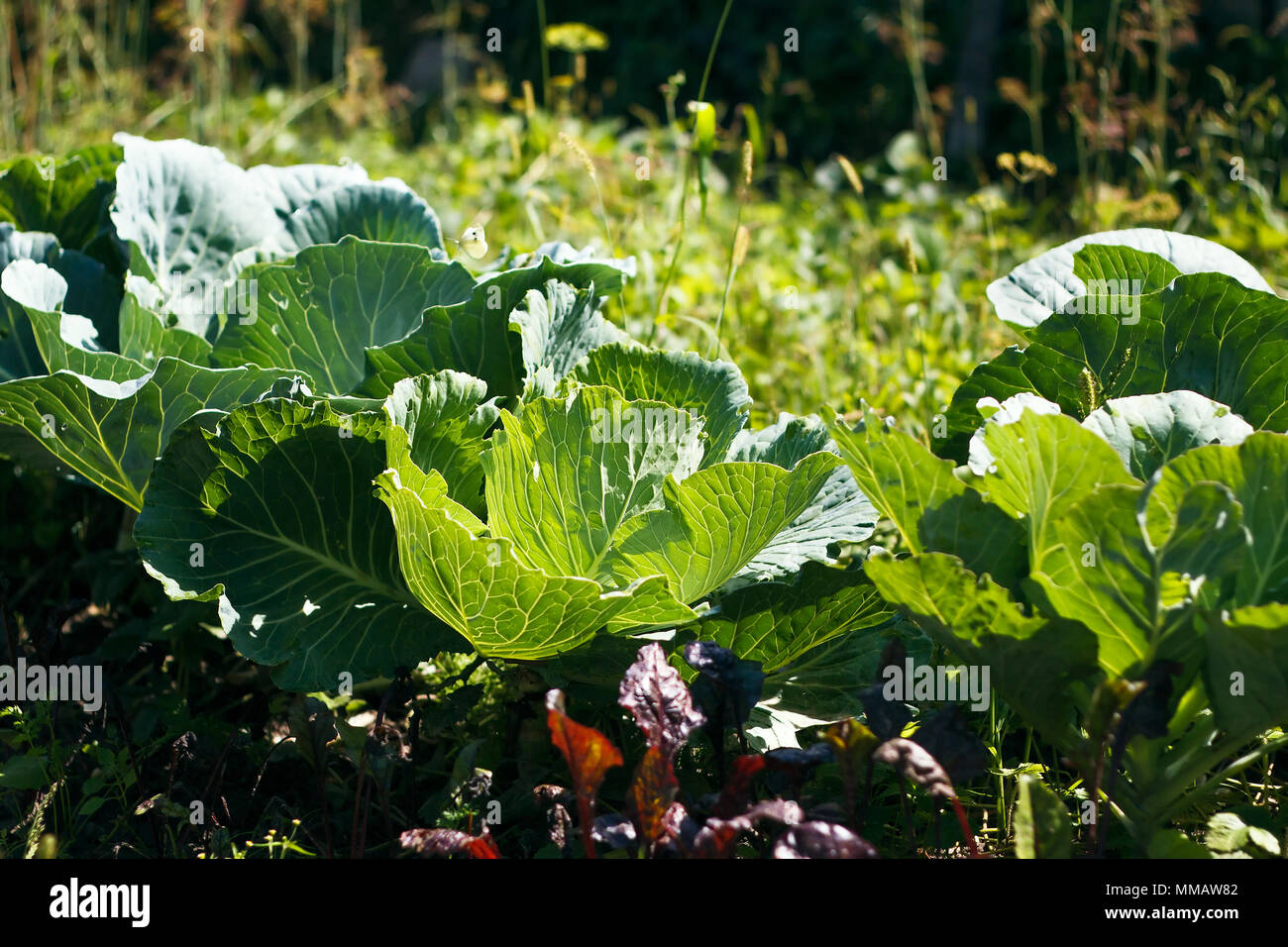 Cabbage growing in the garden Stock Photo - Alamy